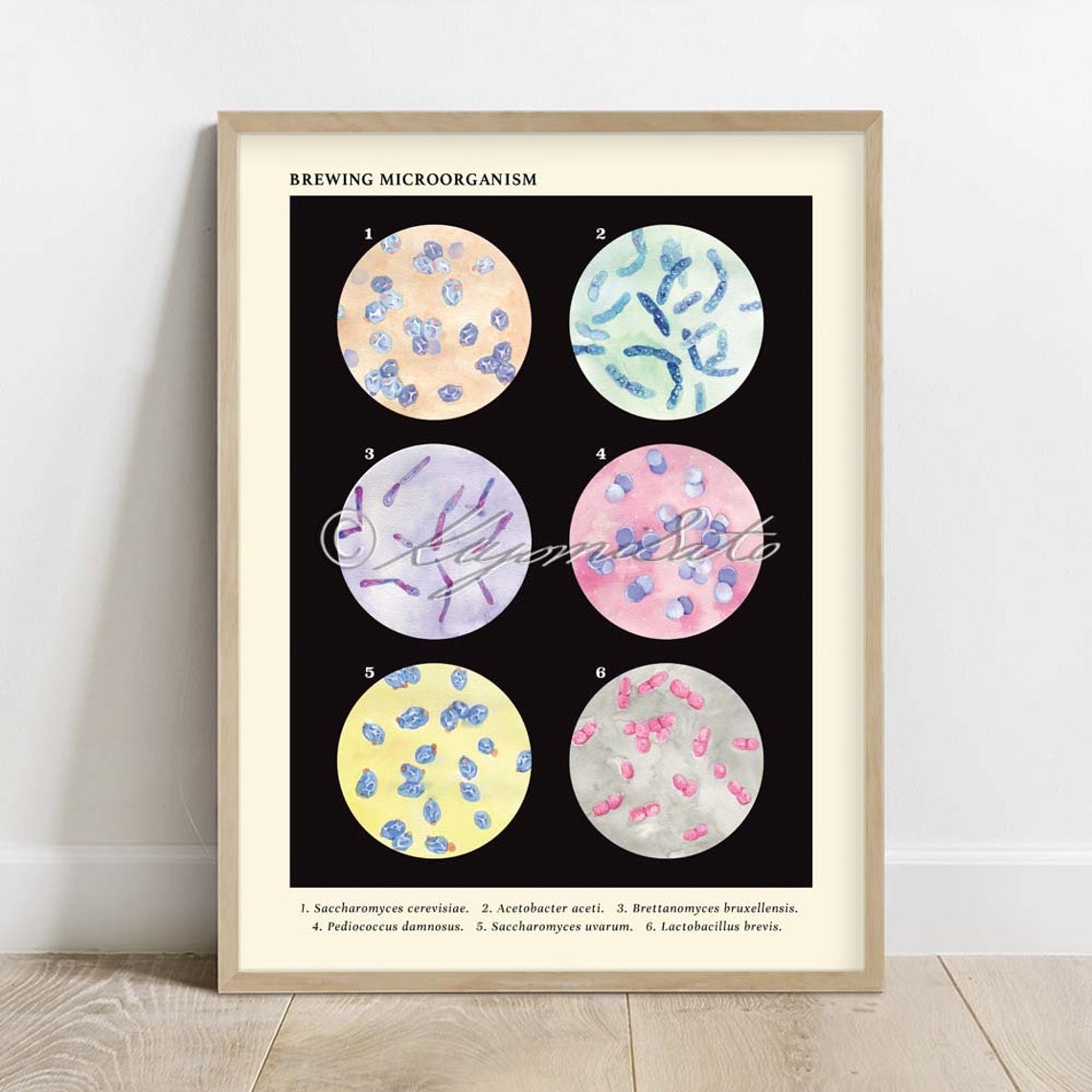 Brewing Microorganism Collection, Vintage Style Microbiology Poster ...