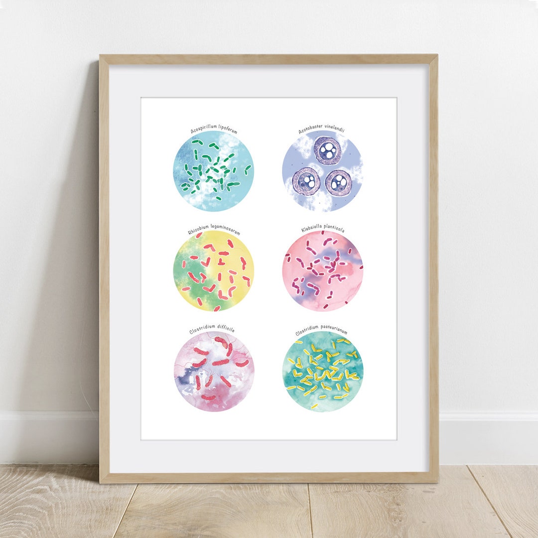 Nitrogen Fixing Microorganisms Collection, Science Art Print ...