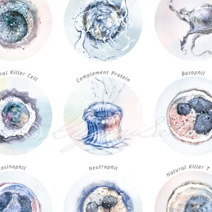 Immune System Collection Art Print, Immunology Poster White Blood Cell ...