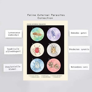 Feline External Parasites Collection, Vintage Style Veterinary Art ...
