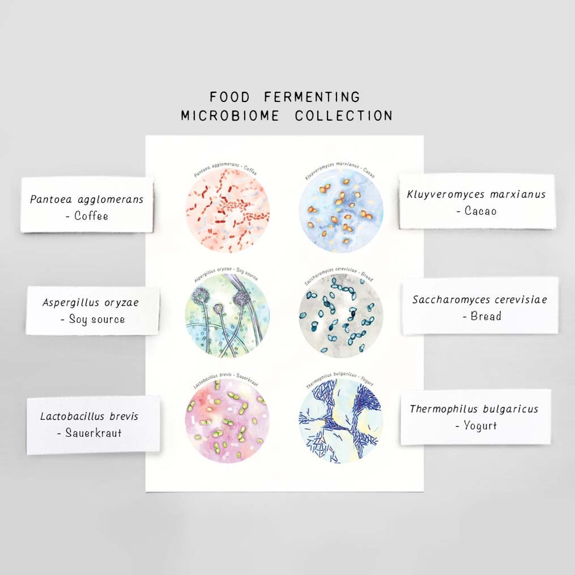 Food Fermenting Microbiome Collection Poster Bacteria Yeast | Etsy