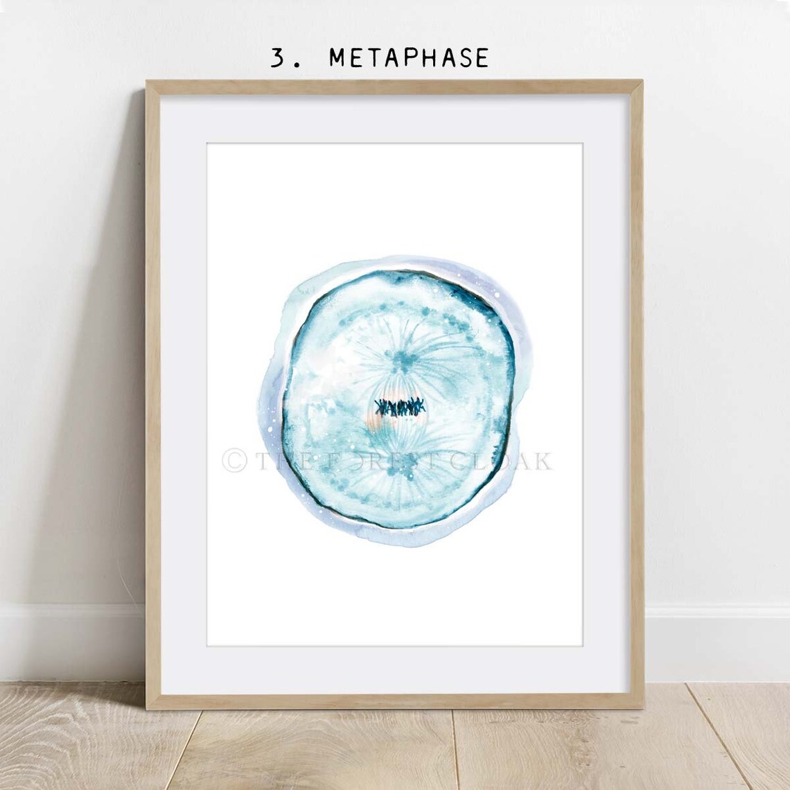 Mitosis 6 Print Set Biology Art Poster Science Art Gift - Etsy