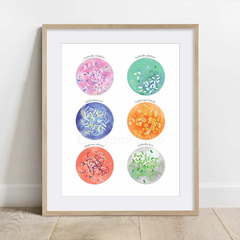 Beneficial Bacteria Collection Probiotics Poster Science | Etsy