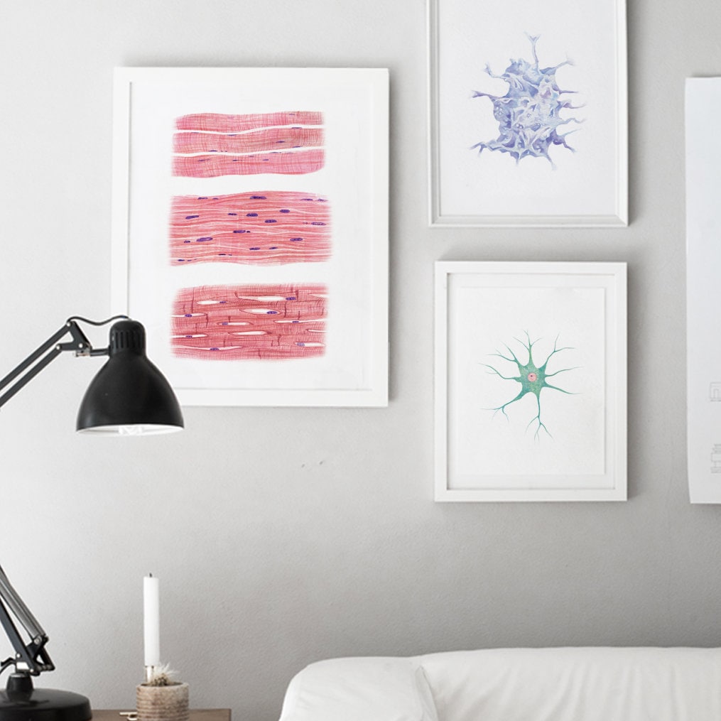 Muscle Cells Biology Poster Science Art Print Smooth | Etsy