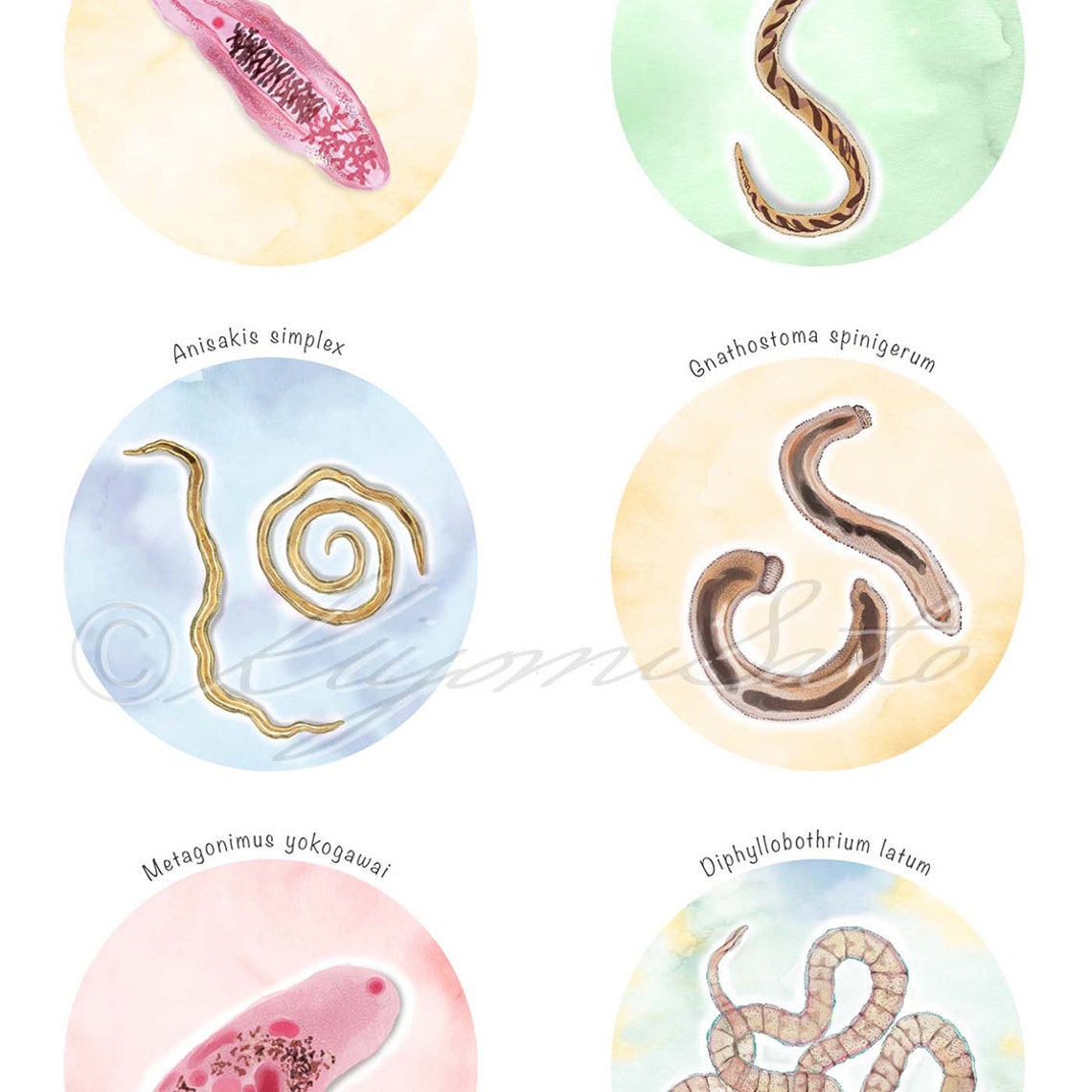 Fish Borne Parasites Collection, Parasite Science Art Print ...