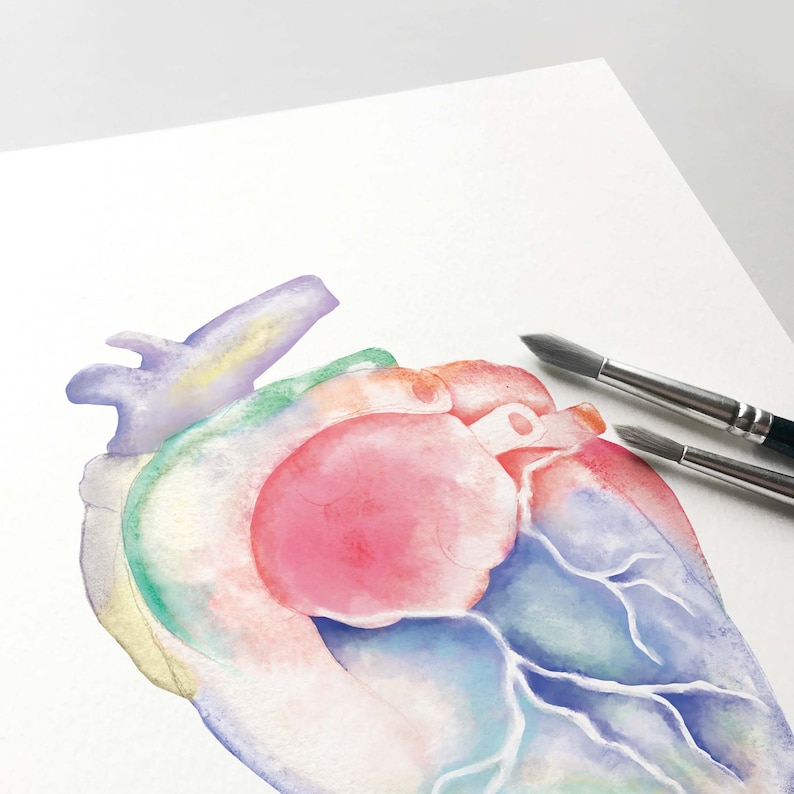 Feline Heart Anatomy Art Print Veterinary Decor Cat Cardiology Print ...