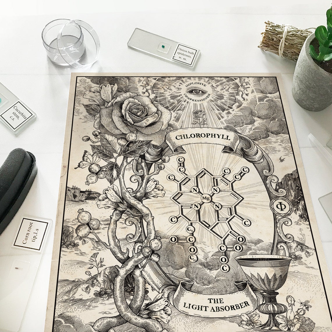 Chlorophyll Photosynthesis Chemical Structure Poster - Etsy