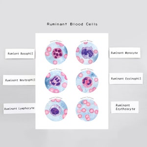 Ruminant Blood Cells Collection, Veterinary Art Print, Cattle, Sheep, Biology Science Poster ...