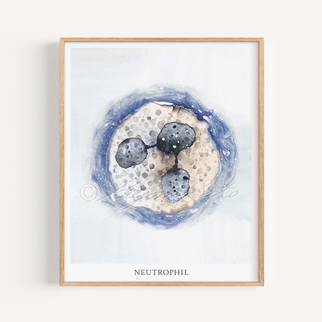 Neutrophil Art Print, White Blood Cell, Microbiology Cytology Poster - Etsy