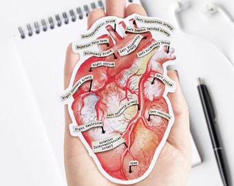 Anatomical Heart Sticker | Etsy