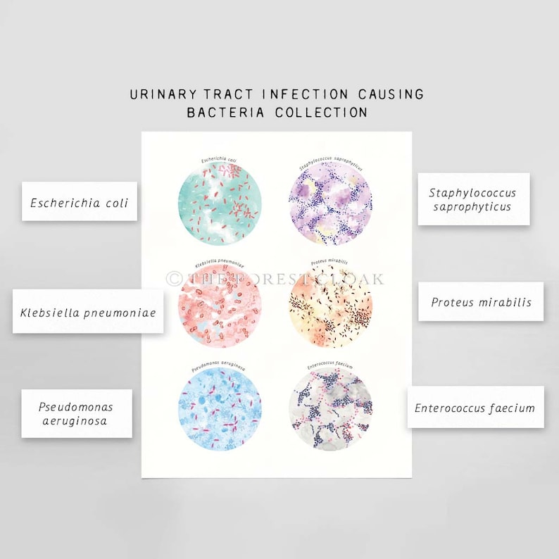 UTI Causing Bacteria Collection Microbiology Poster Science - Etsy