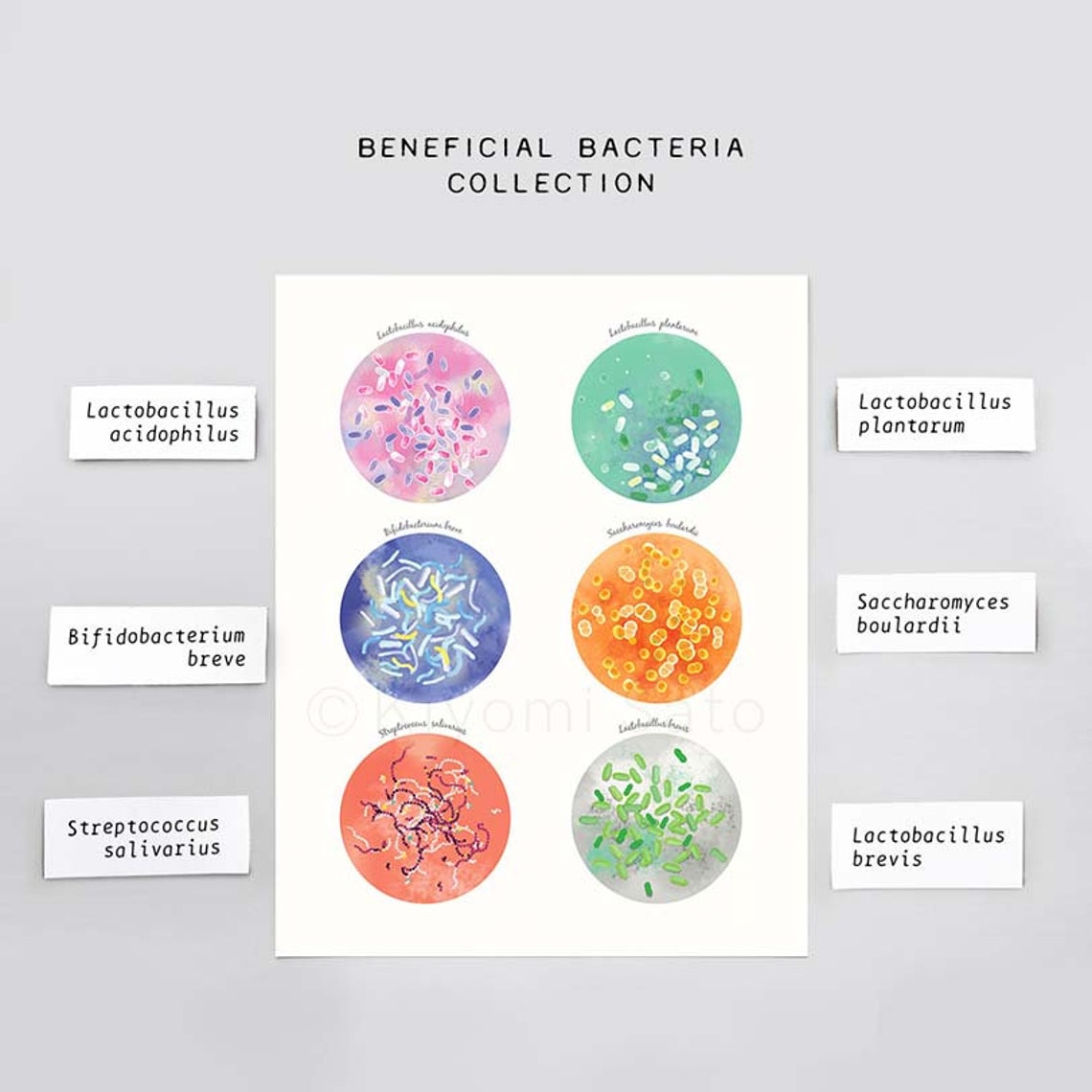 Beneficial Bacteria Collection Probiotics Poster Science | Etsy