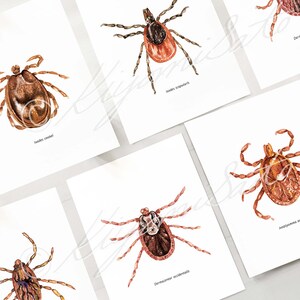 Tick Poster Set of 6, Tick Gallery Art Set, Tick Parasite Prints ...