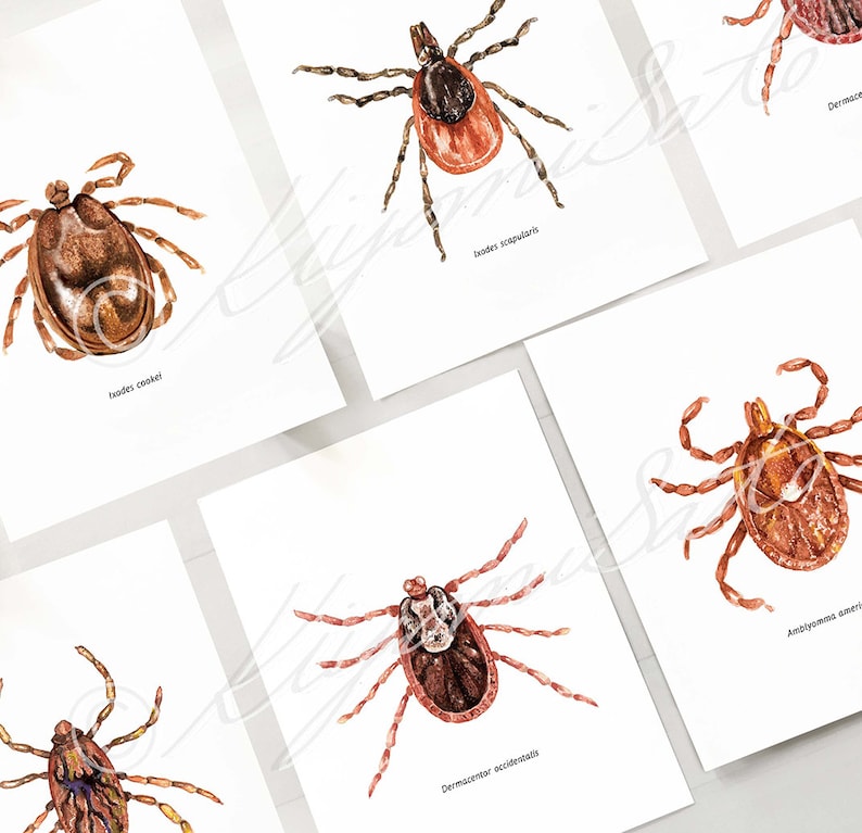Tick Poster Set of 6, Tick Gallery Art Set, Tick Parasite Prints ...