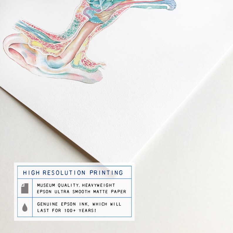 Ear Structure Art Inner Middle Outer Ear Art Print Biology - Etsy