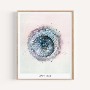 Mast Cell Innate Immunity Art Print White Blood Cell Cytology ...