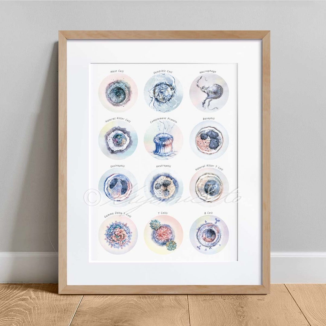 Immune System Collection Art Print, Immunology Poster White Blood Cell ...