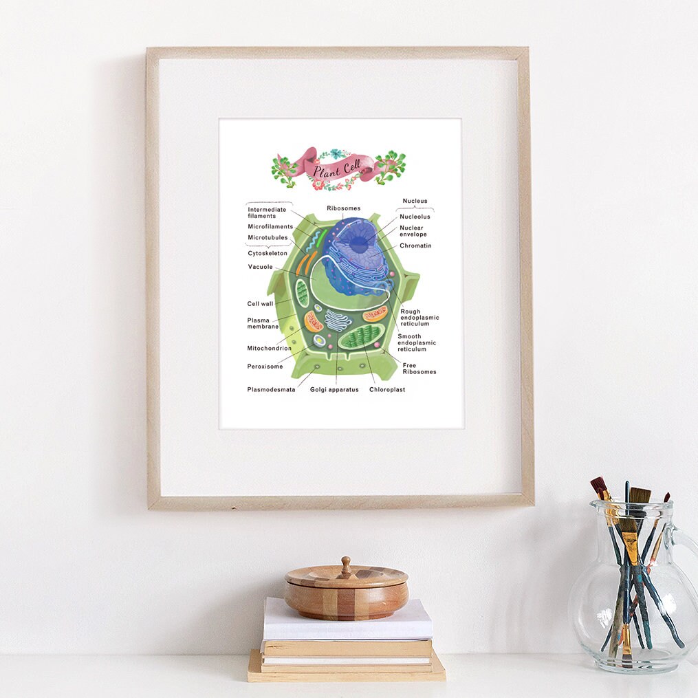 Plant Cell Cross Section Poster Science Art Wall Decor - Etsy