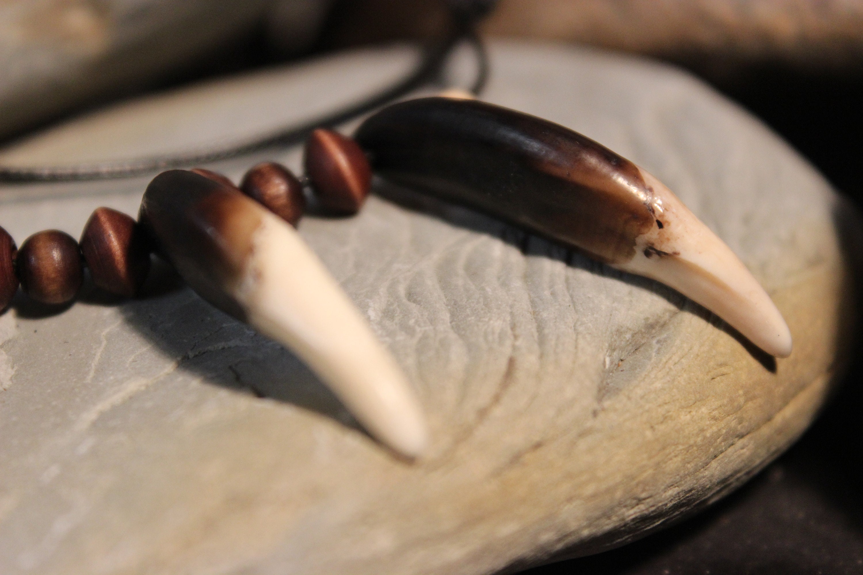 Large Wolf Tooth Necklace Wolf Teeth Necklace Wolf Necklace Wolf Tooth ...