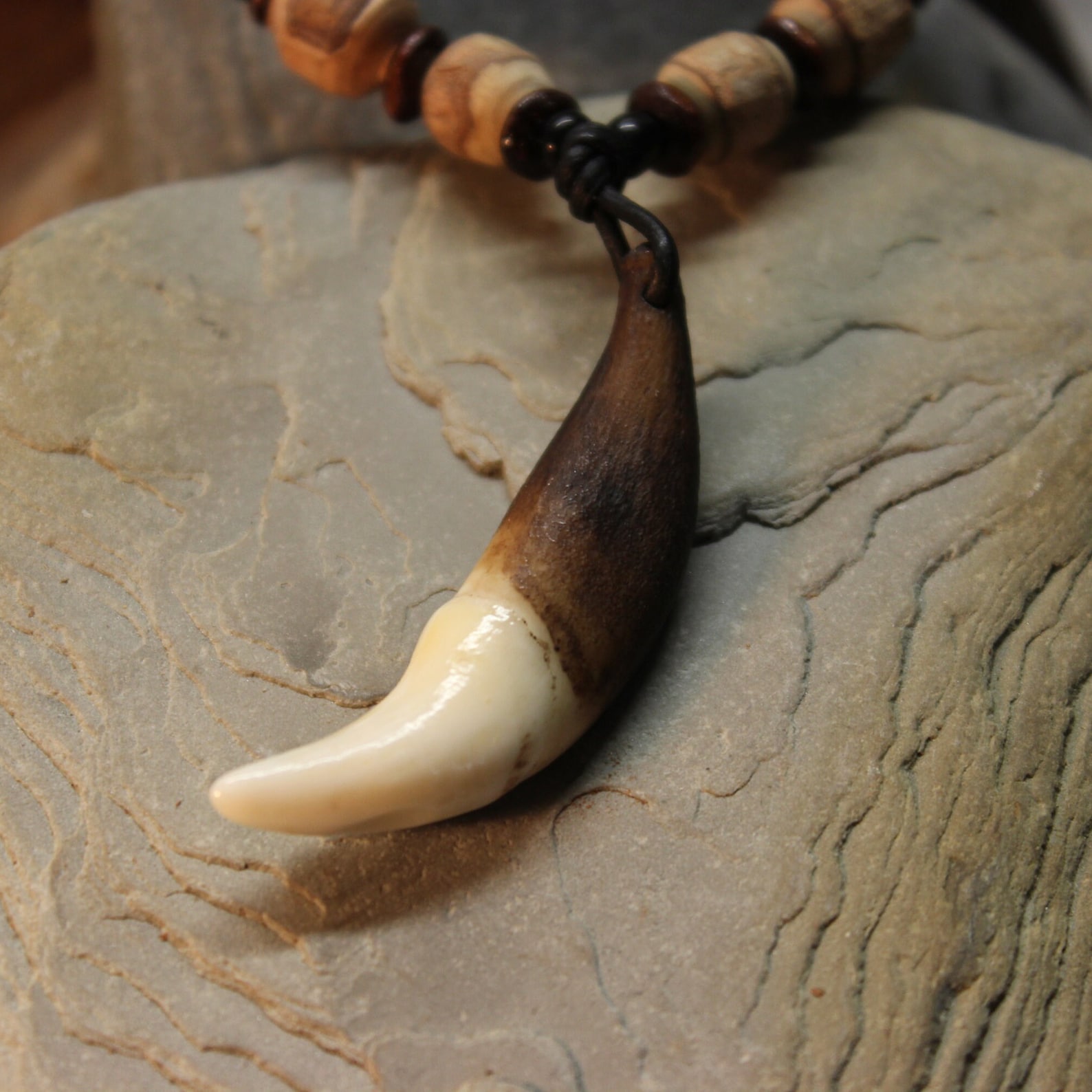 Large Wolf Tooth Necklace Wolf Teeth Necklace Wolf Necklace - Etsy
