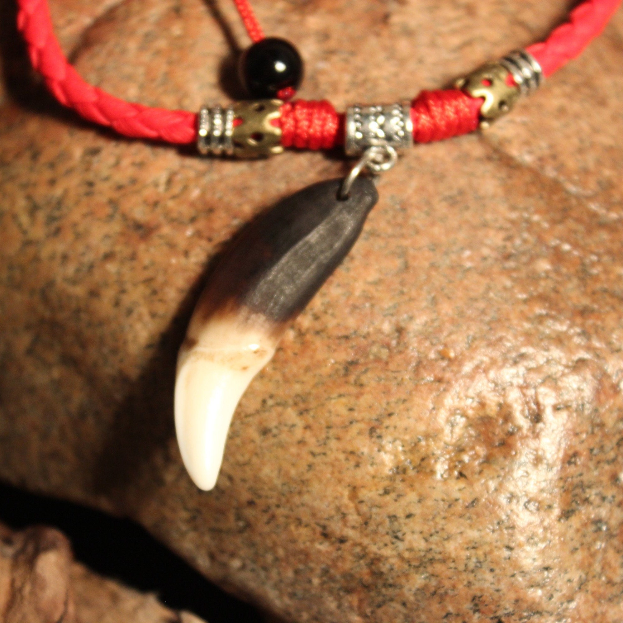 Large Wolf Tooth Ankle Bracelet Wolf Teeth Bracelet Wolf Tooth Bracelet ...