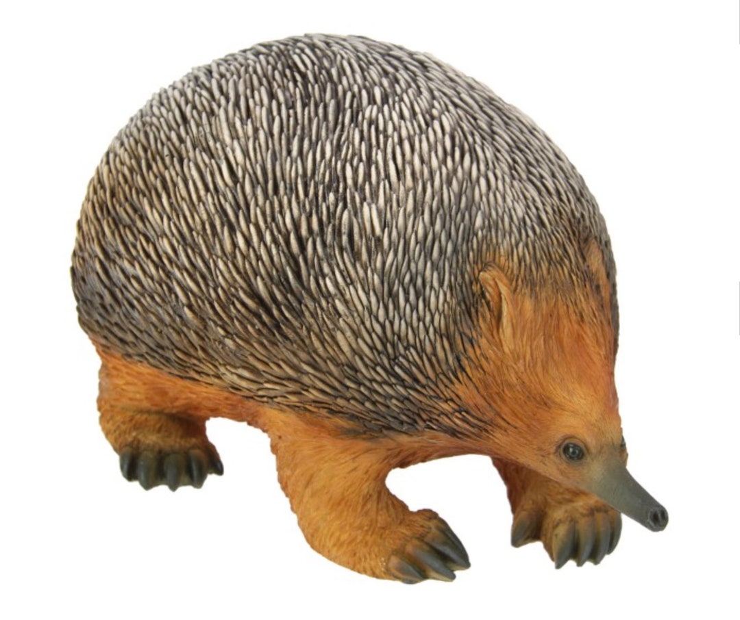 Echidna Australian Native Animal Aussie Bush Ornament 26cm Length - Etsy
