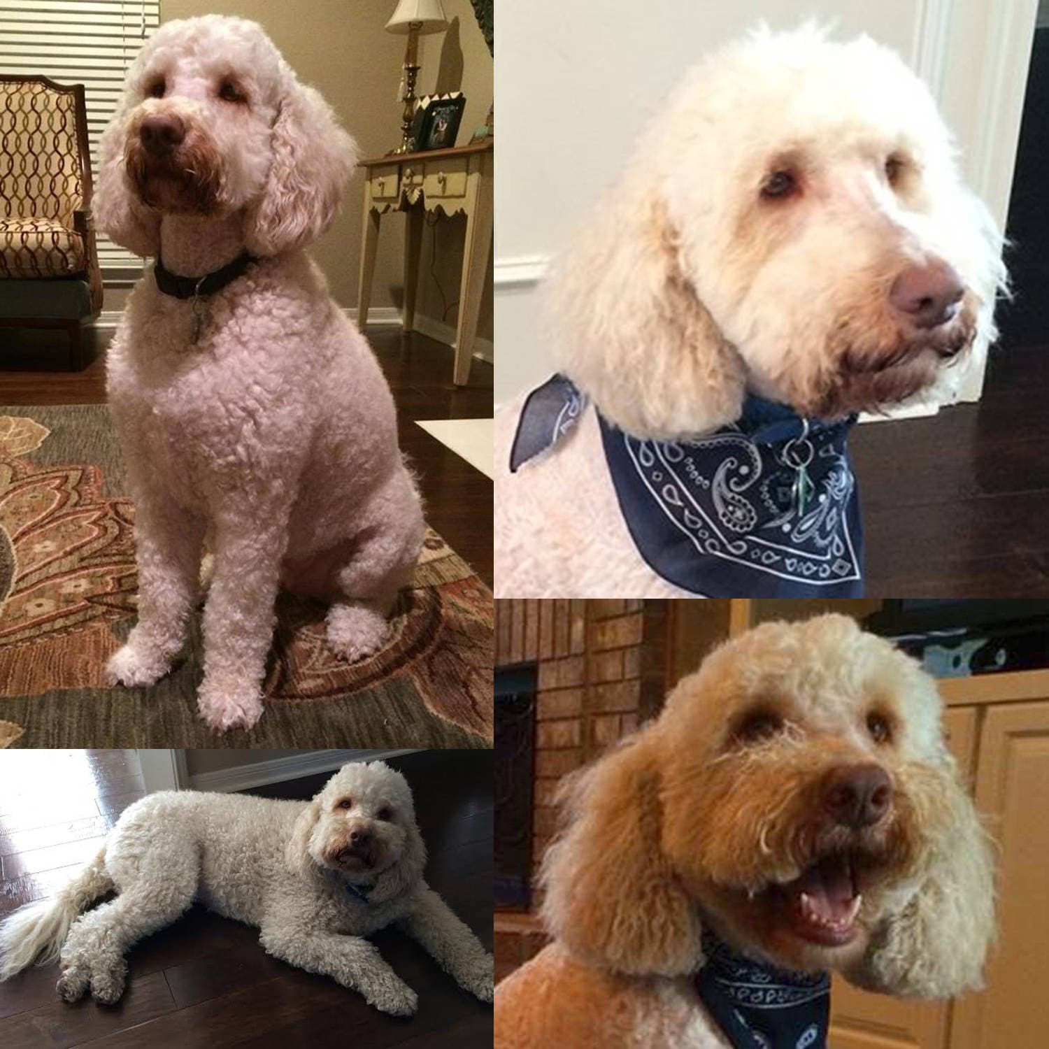 Custom pet portraits custom dog portrait Labradoodle oil | Etsy