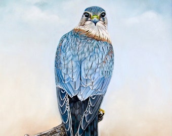 American Kestrel Art Falcon Falconry Drawing Bird of Prey - Etsy Israel