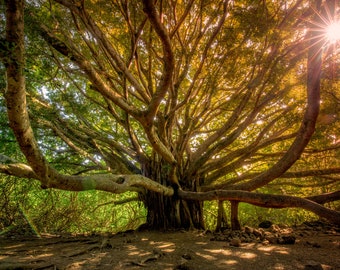 Lahaina Strong Svg, Maui Strong Svg, Banyan Tree SVG, Maui Wildfire ...