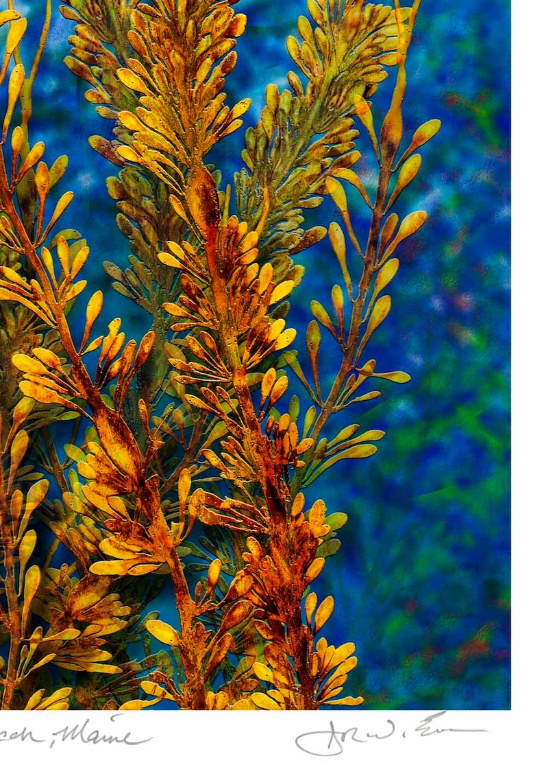 Pressed Seaweed Print, Rockweed, Fort Popham, Maine. Item # 31601epi ...