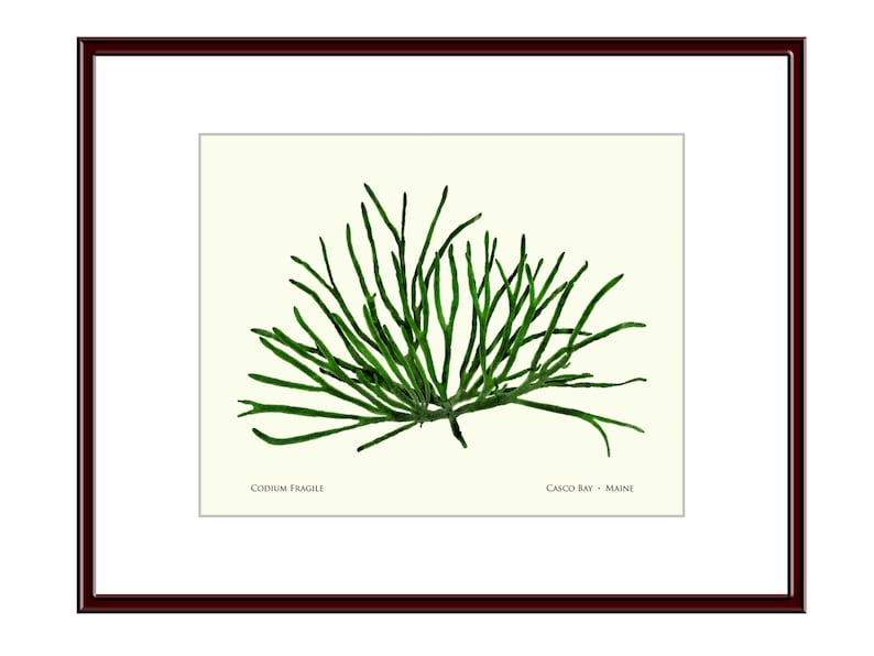 Pressed Seaweed Print, Codium Fragile, Casco Bay, Maine. Item # 40305ep ...