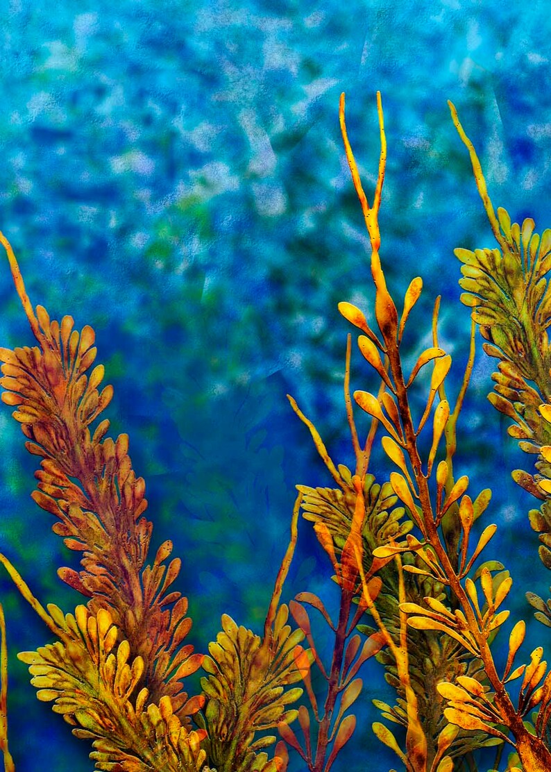 Pressed Seaweed Print, Rockweed, Fort Popham, Maine. Item # 31601epi ...