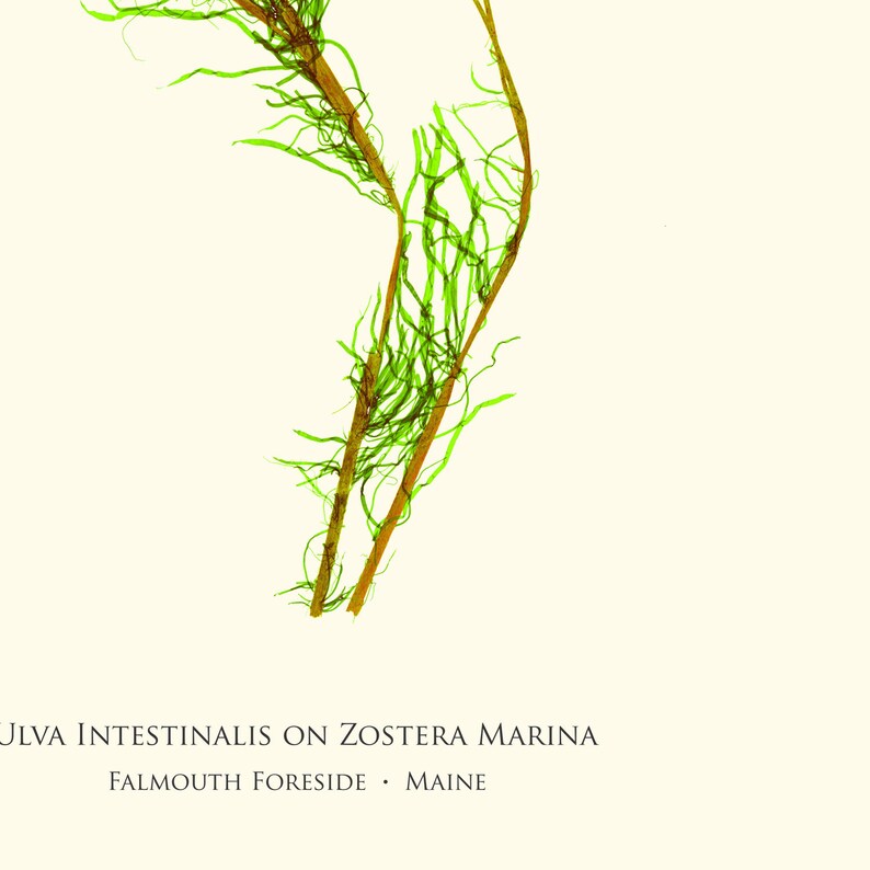 Pressed Seaweed Print, Ulva Intestinalis on Zostera Marina, Falmouth ...