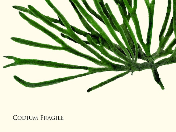 Codium Fragile Seaweed