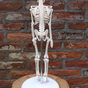 Vintage Skeleton, Anatomical Model, Pharmacist Display, Doctor Display ...