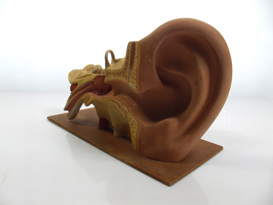 Anatomical Ear Model, Human Ear, Somso Germany 50s, Marcus Sommer ...