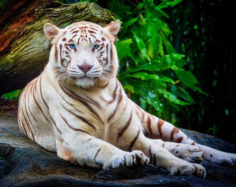 White Tiger Panel Quilts - Etsy