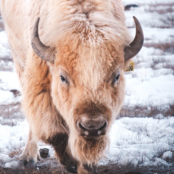 Wolf Fabric Panel - Etsy