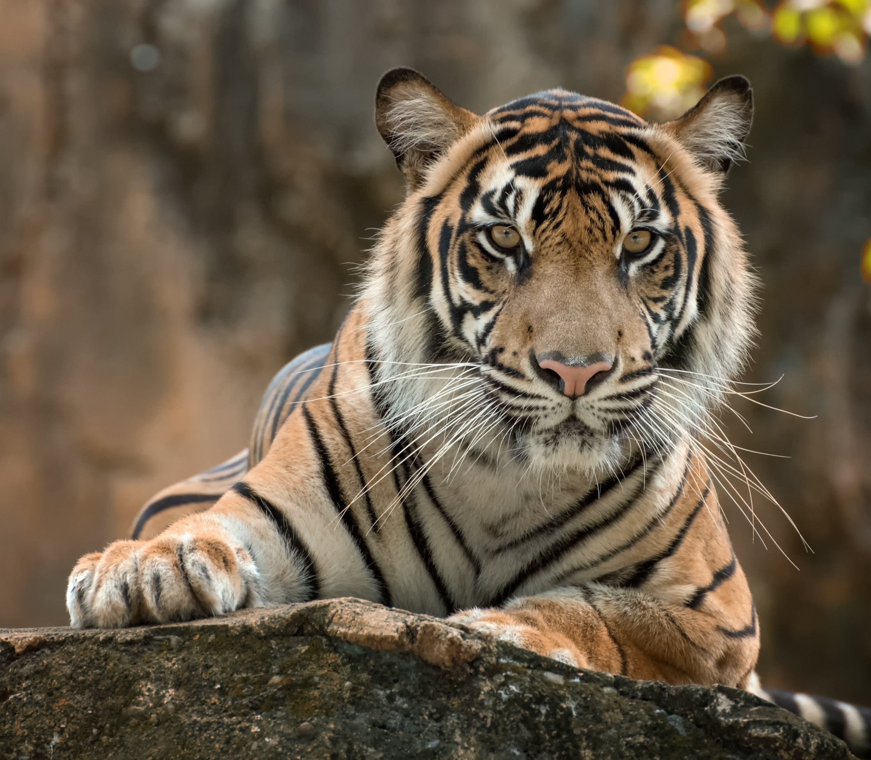 Tiger Fabric Panel 100% Cotton Fabric Panel Quilting Crafts | Etsy