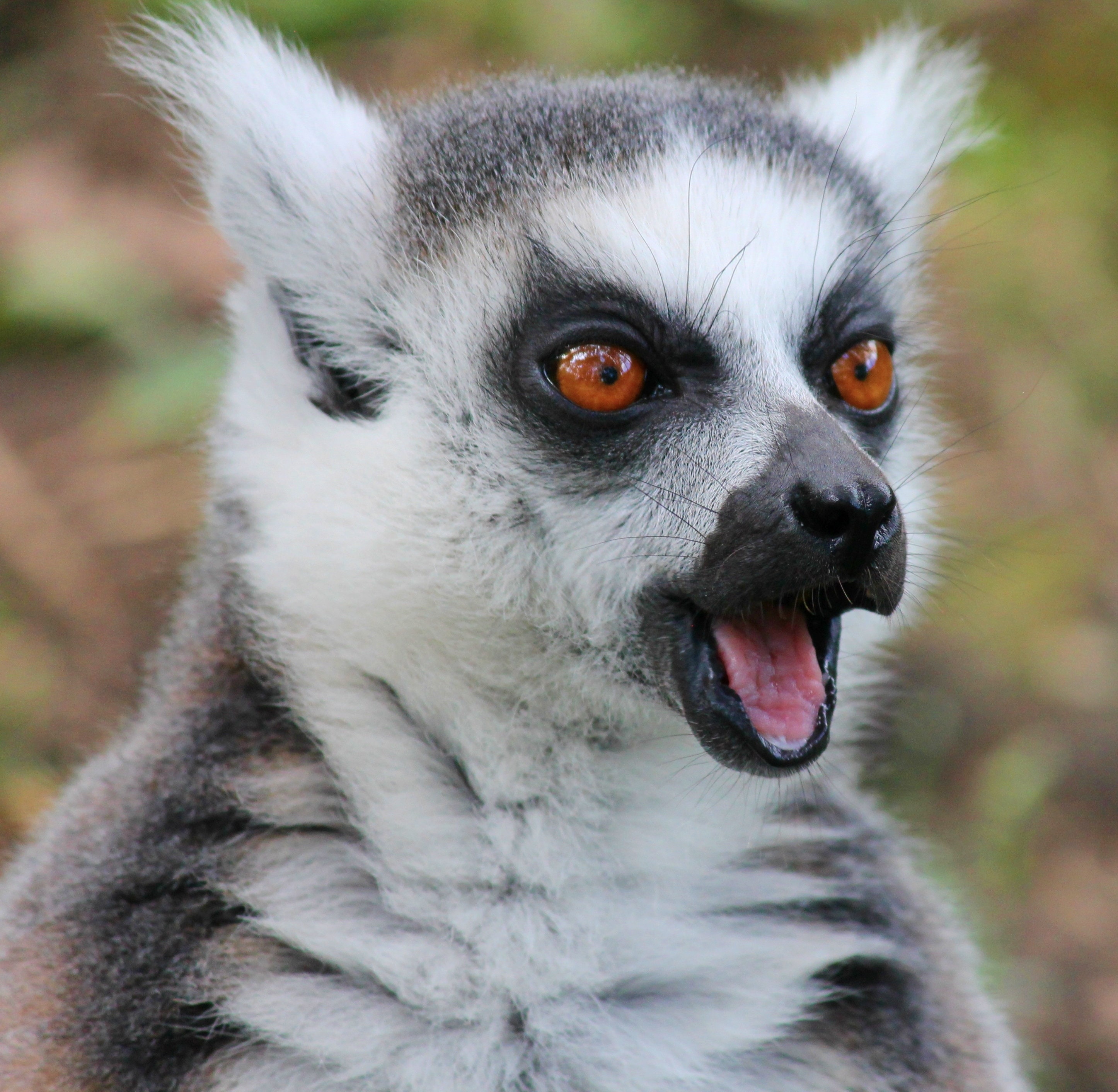 Lemur Panel Fabric - Etsy