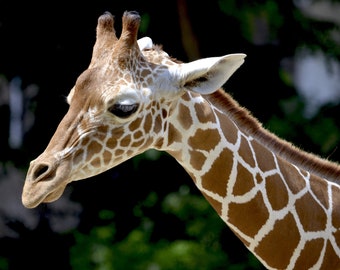 Giraffe Fabric Panel | Etsy