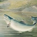 Hooked Salmon Fish 100% Cotton Fabric Panel G552 - Etsy