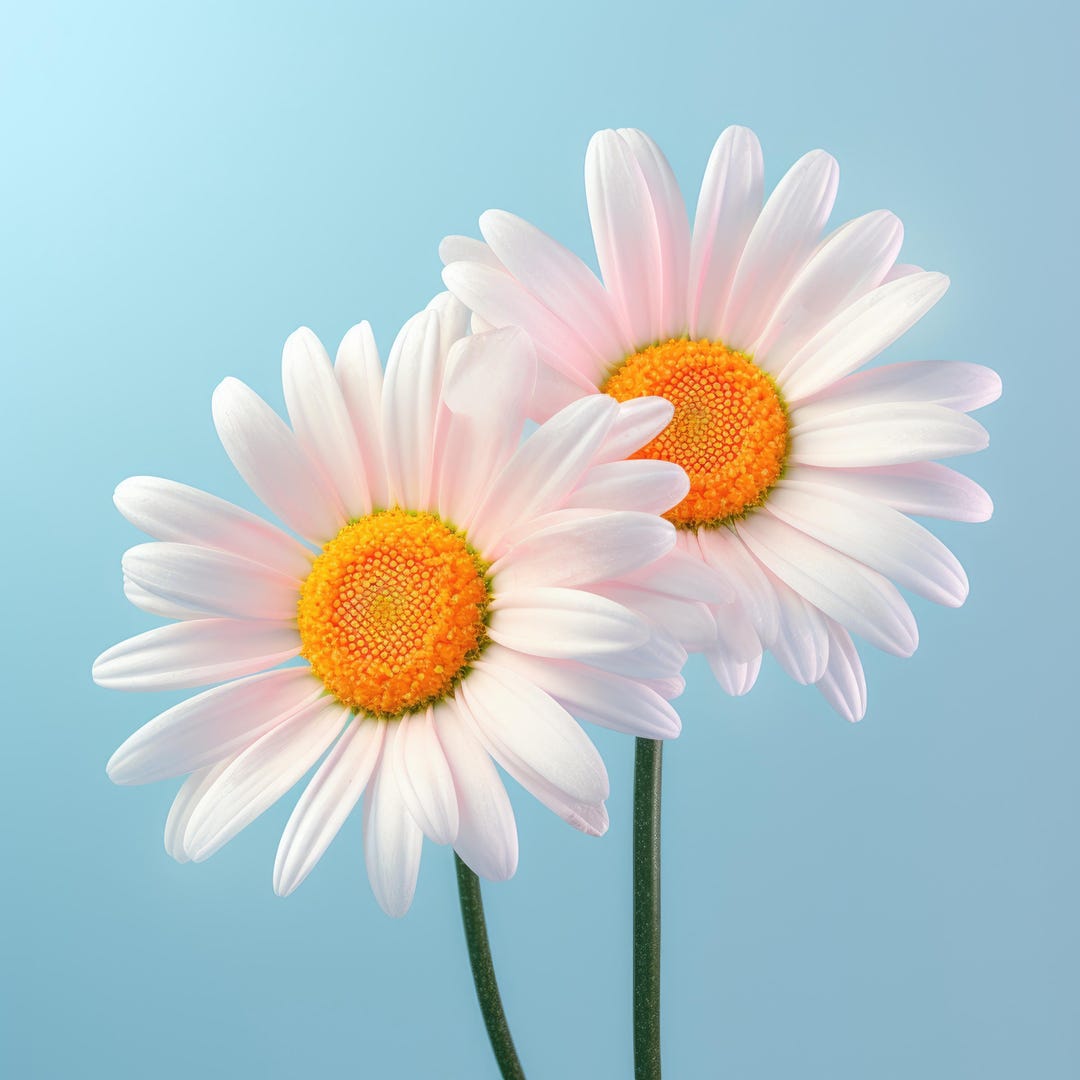 Daisies 100% Cotton Fabric Panel Block | Small Quilting Sewing Square ...