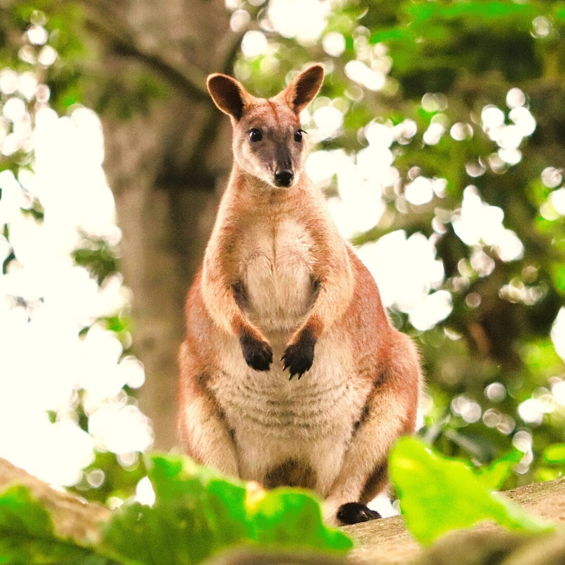 Wallaby in Tree Australia Girls Boys Wildlife Small Fabric Quilt Block Panel - Etsy