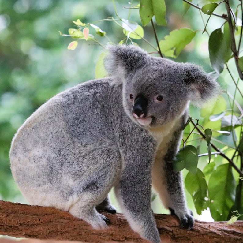 Koala Bear in Tree Australia Outback Girls Boys Wildlife Fabric Quilt ...