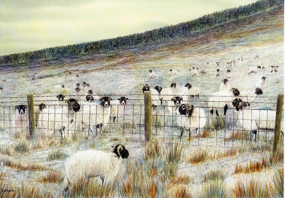 Greetings Card: "a Frosty Reception" - Sheep Card, Animal Card, Snow ...