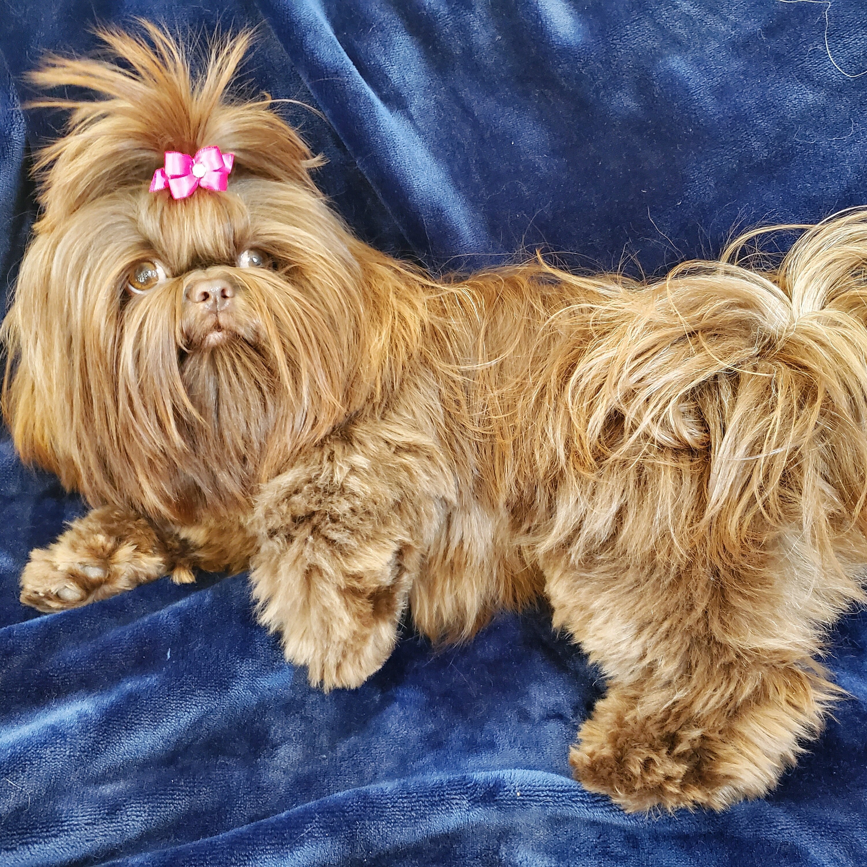 What Are Rare Shih Tzu Colors