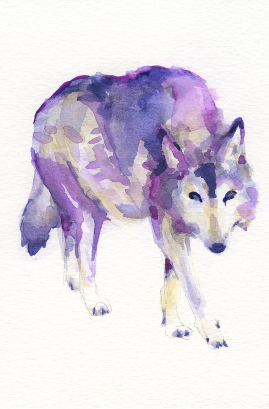 Wolf Print, Violet Wolf, Wolf, Art Prints, Wall Art, Wolf Gifts ...