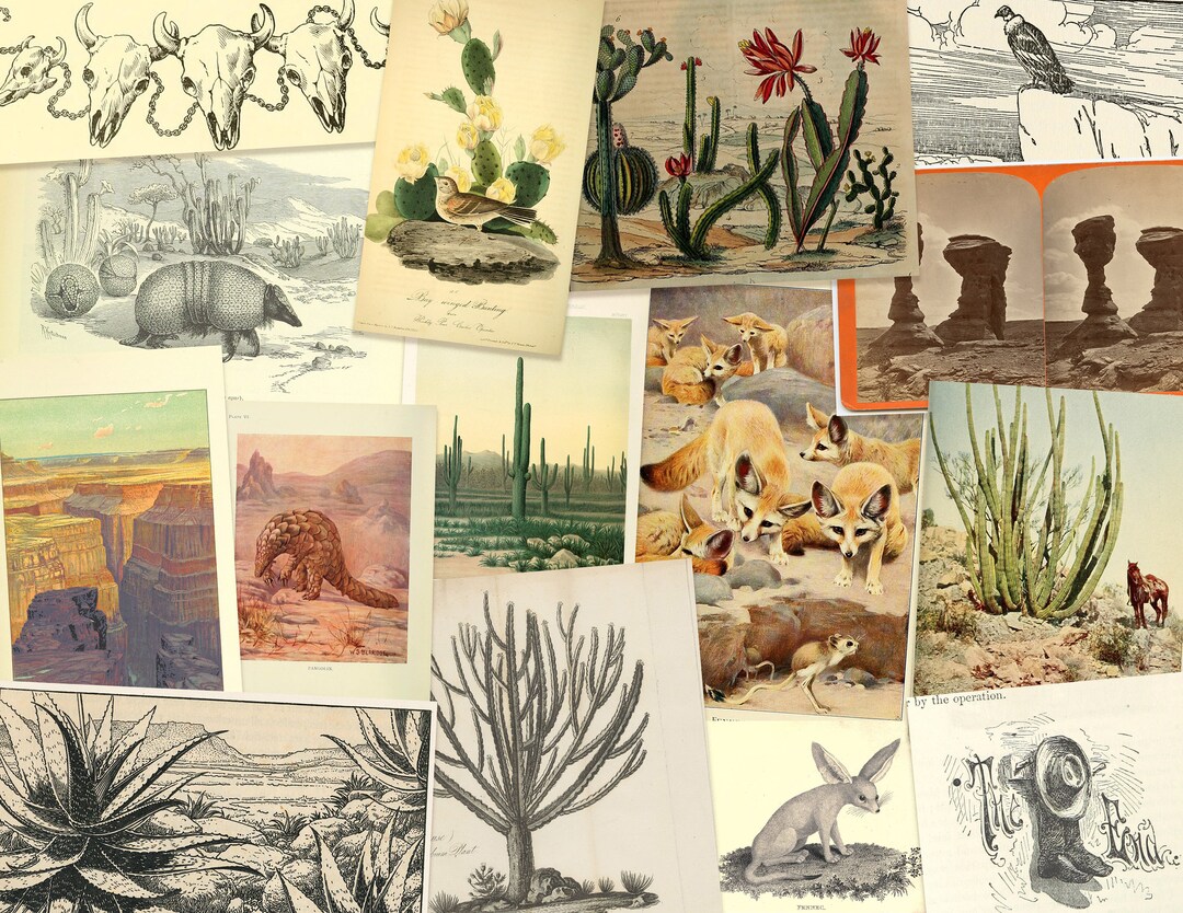 Vintage Desert Printable Ephemera Kit, 55+ Piece Desert Illustrations ...