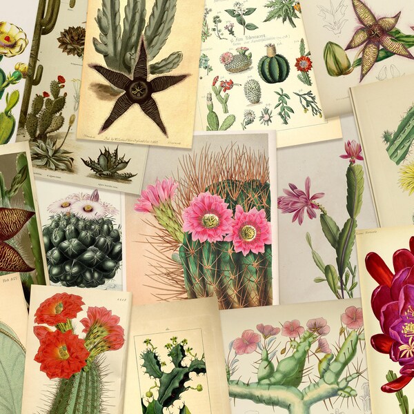 Desert Plants - Etsy